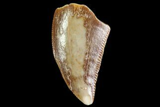 About Dinosaur Teeth - FossilEra.com