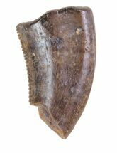 About Dinosaur Teeth - FossilEra.com