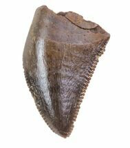 About Dinosaur Teeth - FossilEra.com