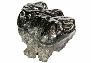 Rare Trilophodon (4 Tusked Mastodon) Molar For Sale (#4247) - FossilEra.com