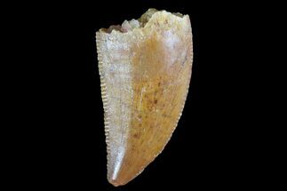 About Dinosaur Teeth - FossilEra.com