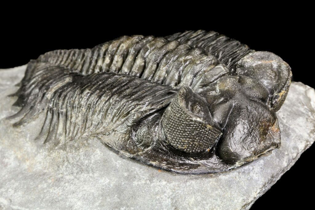 2.55" Coltraneia Trilobite Fossil - Huge Faceted Eyes (#75453) For Sale ...