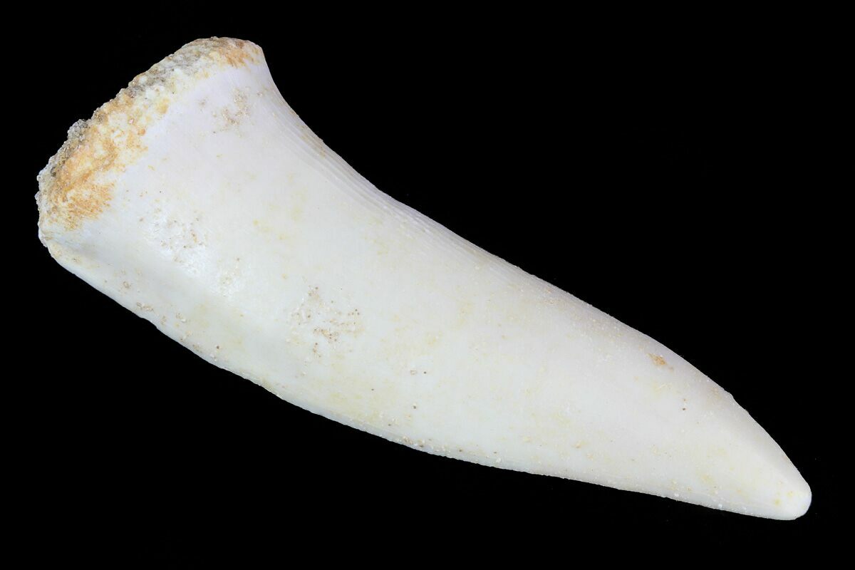 2" Enchodus Fang - Extinct Bony Fish (#76030) For Sale - FossilEra.com
