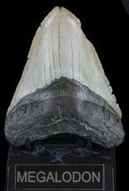 Megalodon Size: How Big Was The Megalodon Shark? - FossilEra.com