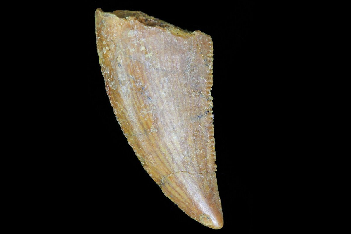 Bargain .70" Raptor Tooth - Kem Kem Beds, Morocco (#76280) For Sale ...