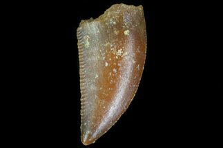 About Dinosaur Teeth - FossilEra.com