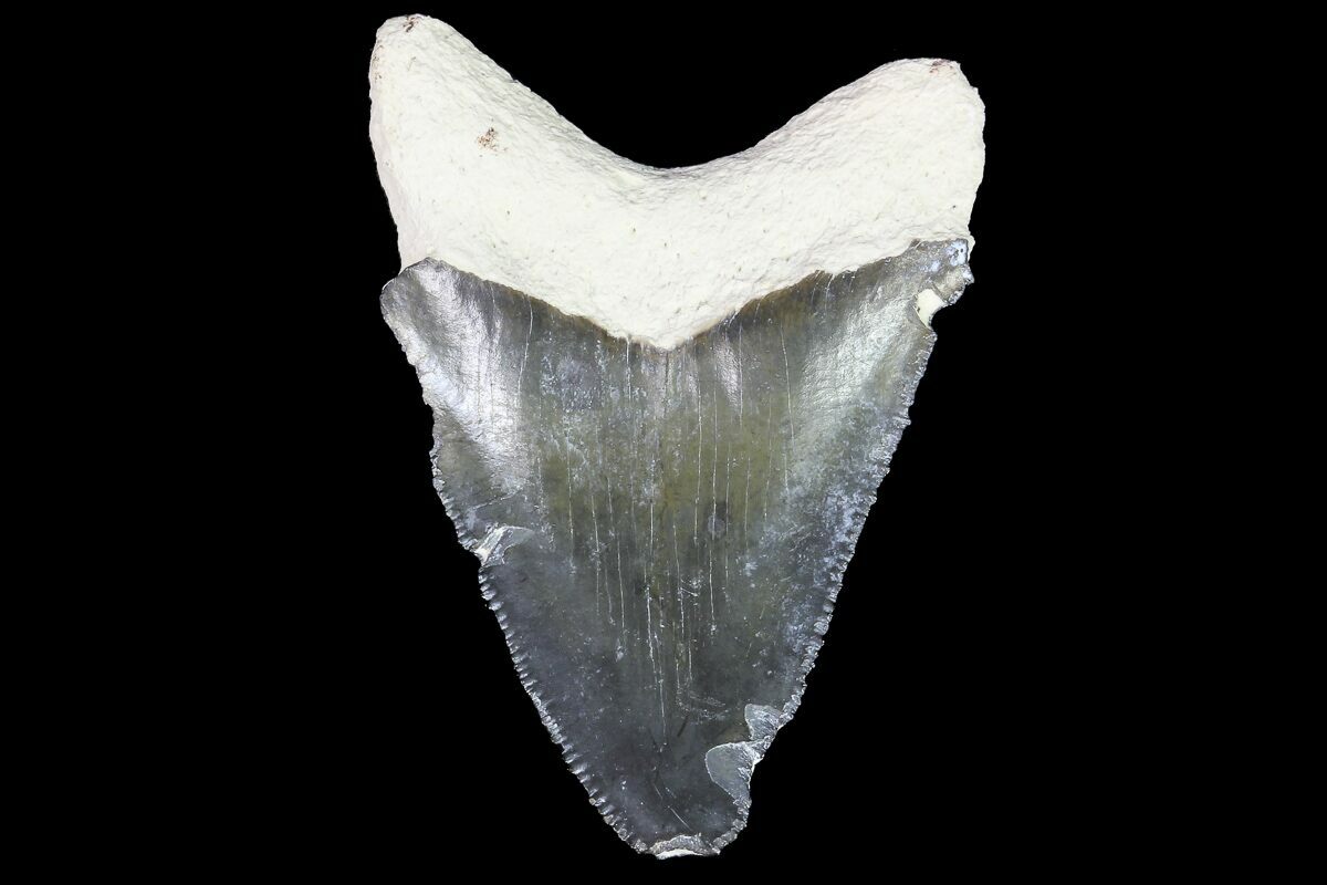 Bargain, 2.07" Bone Valley Megalodon Tooth - Florida (#76591) For Sale ...