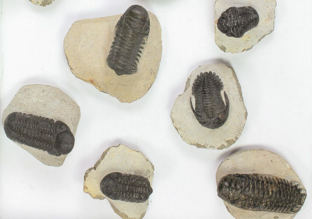 Lot: Assorted Devonian Trilobites - 10 Pieces (#76913) For Sale ...