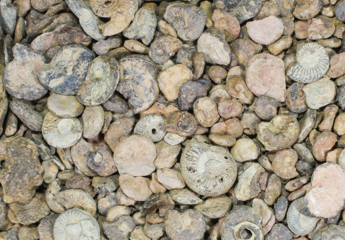 Wholesale Flat: 18 lbs Small Ammonite Fossils - Oujda, Morocco For Sale ...