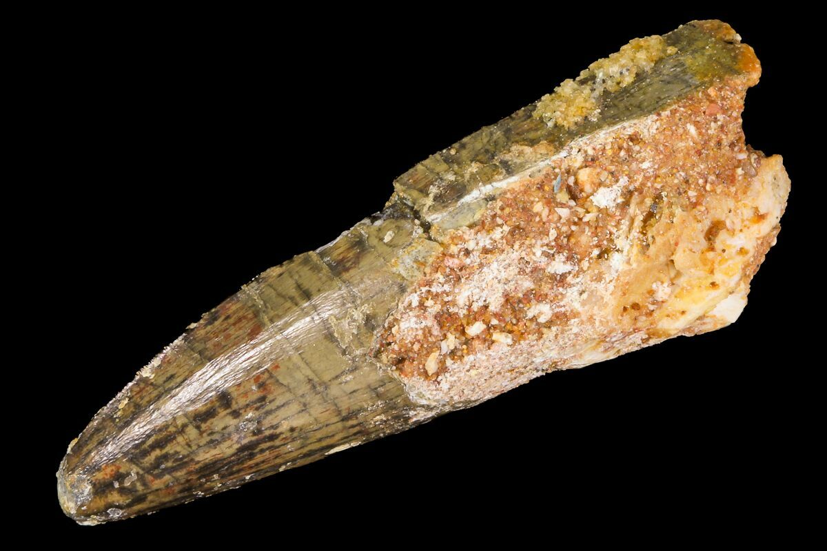 1.35" Spinosaurus Tooth - Real Dinosaur Tooth (#77457) For Sale ...