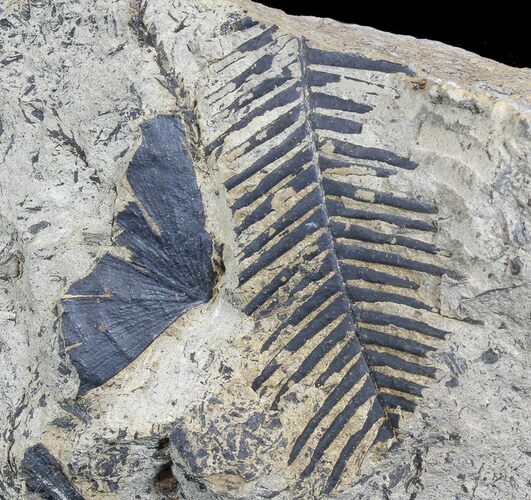 Early Cretaceous Ptilophyllum Leaf With Ginkgo - Germany (#77935) For ...