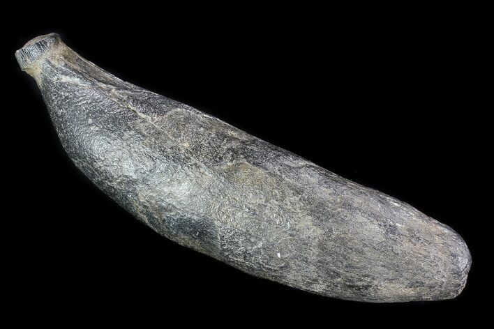 6.4" Fossil Sperm Whale (Scaldicetus) Tooth - Huge Example (#78222) For ...
