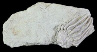 About Crinoids - FossilEra.com