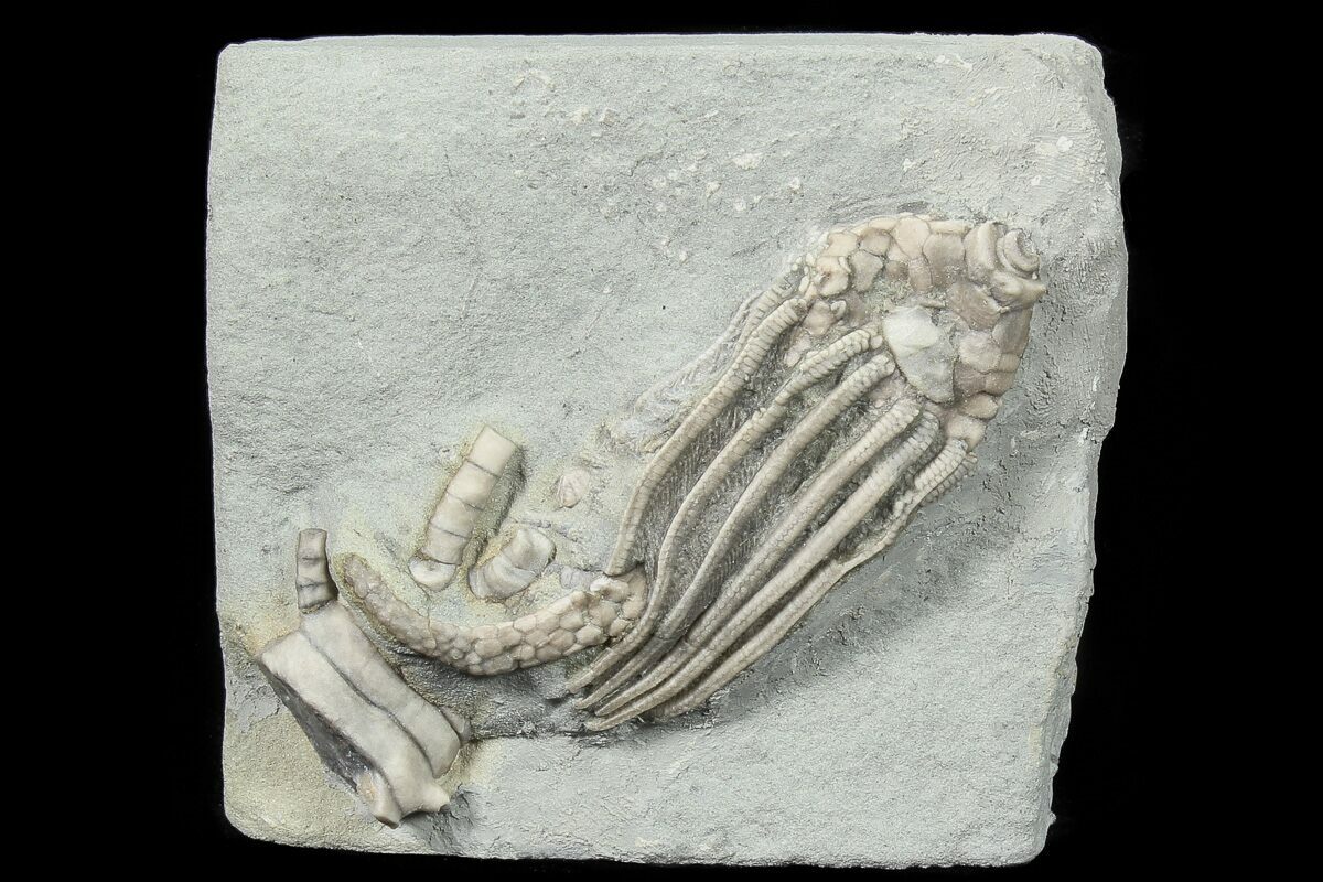 2.1" Crinoid (Macrocrinus) Fossil - Crawfordsville, Indiana (#78299 ...
