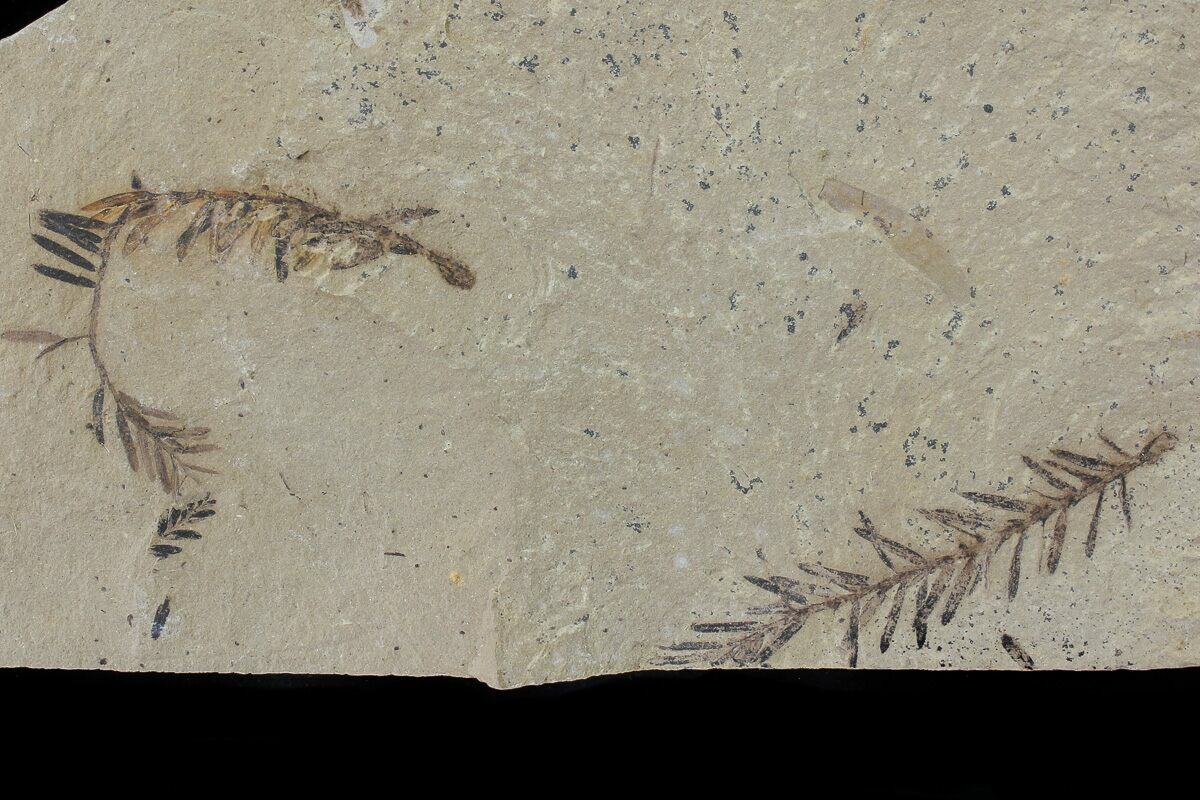 Metasequoia (Dawn Redwood) Fossil - Montana For Sale (#79611 ...
