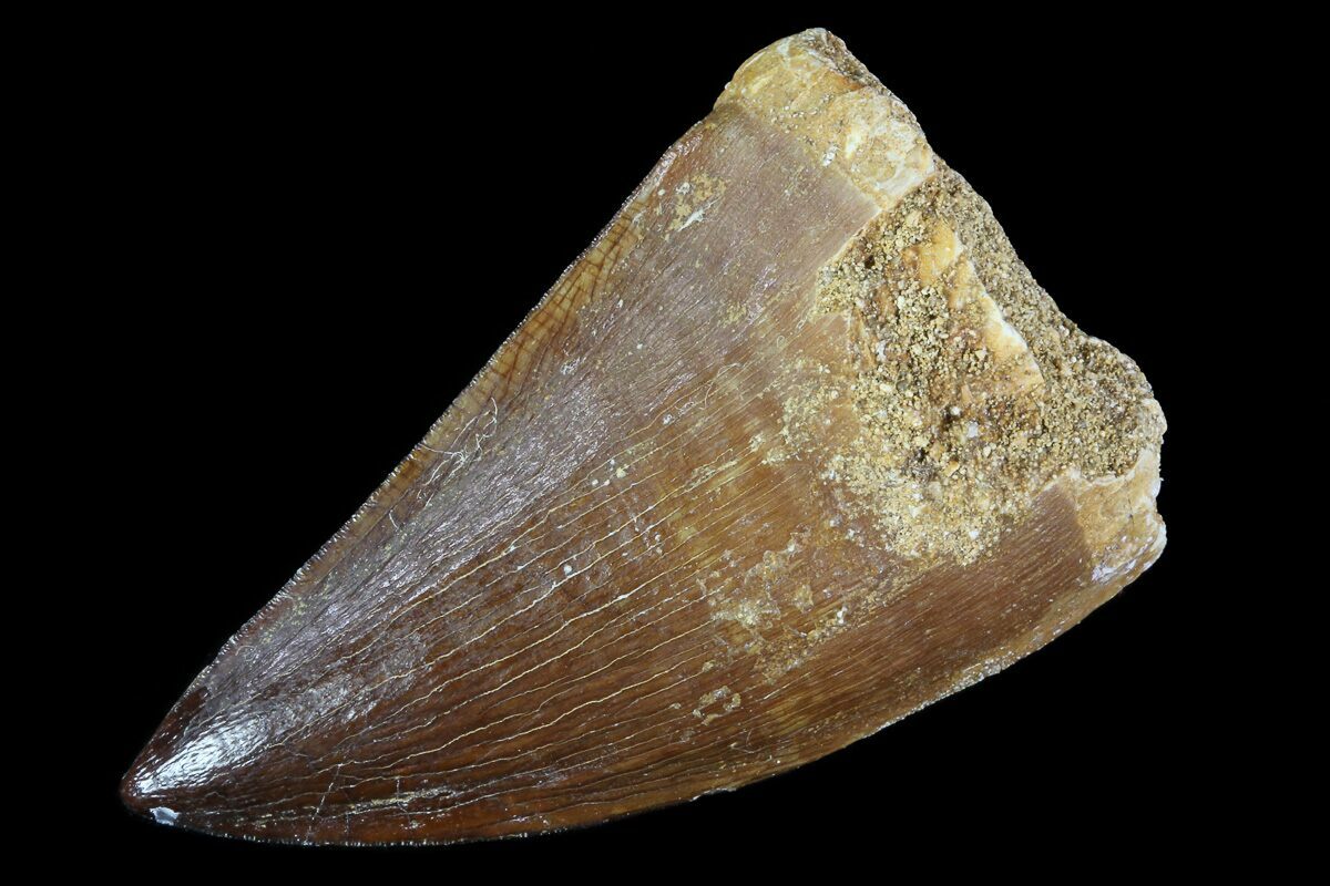 1.8" Mosasaur (Prognathodon) Tooth For Sale (#79797) - FossilEra.com