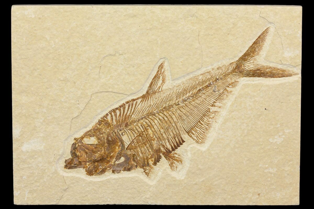 Detailed, 5.5" Diplomystus Fossil Fish - Wyoming (#79986) For Sale ...