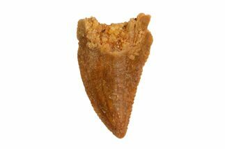 About Dinosaur Teeth - FossilEra.com