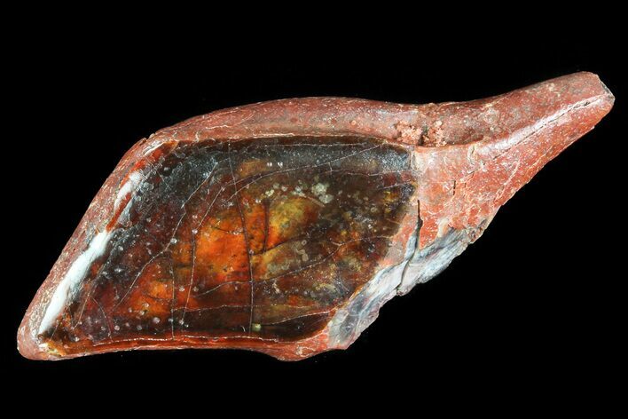 2.1" Cretaceous Gar Fish Scale - Kem Kem Beds (#81201) For Sale ...