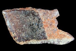 1.8" Cretaceous Fish Coprolite (Fossil Poop) - Kem Kem Beds For Sale ...