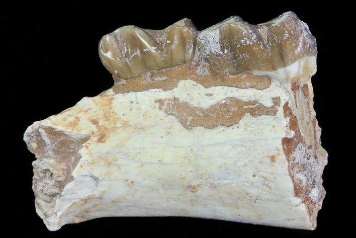 Oligocene Horse (Mesohippus) Jaw Section For Sale (#81512) - FossilEra.com