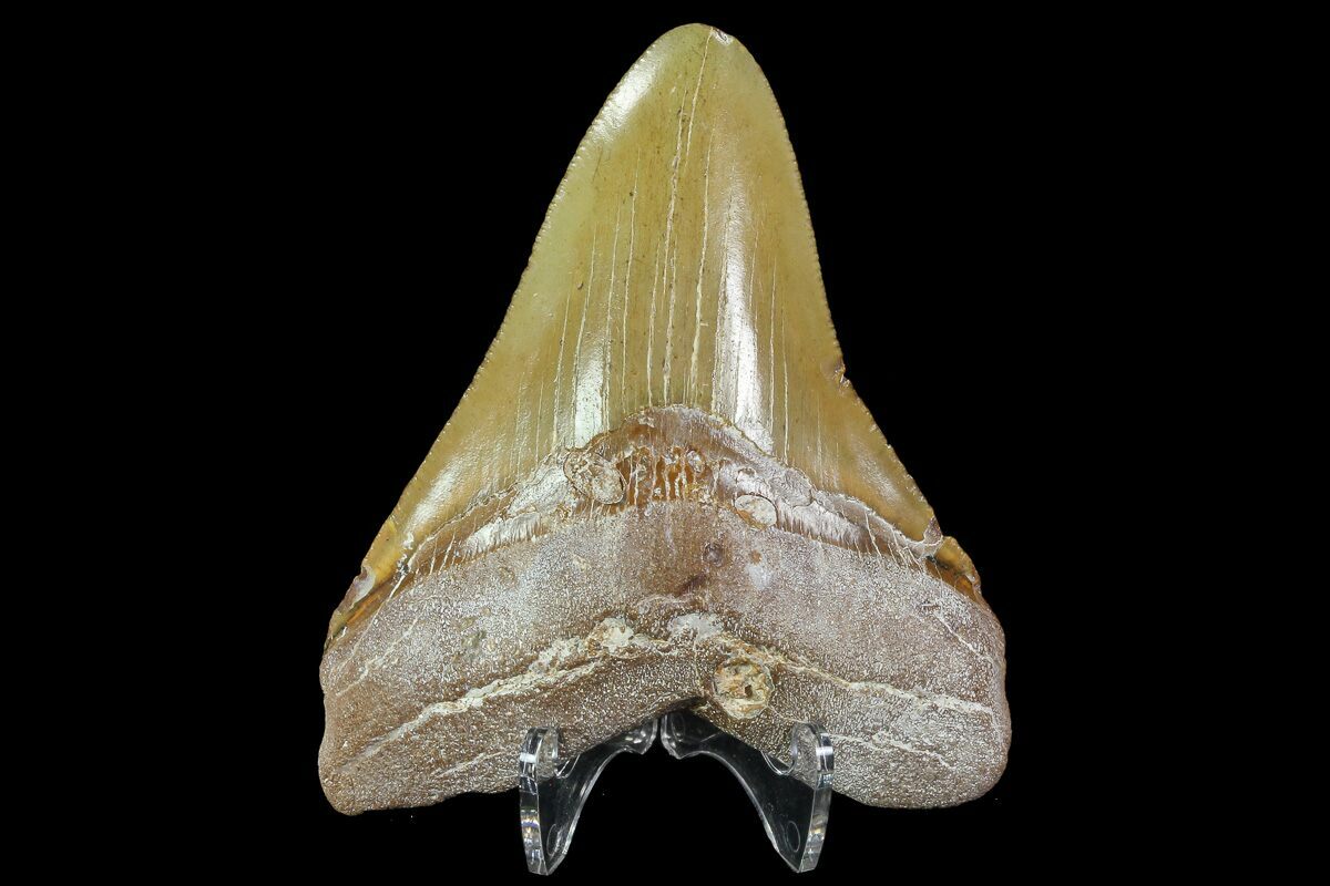 Colorful, 3.49" Bone Valley Megalodon Tooth - Florida (#82730) For Sale ...