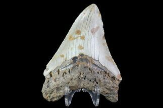 Megalodon Size: How Big Was The Megalodon Shark? - FossilEra.com