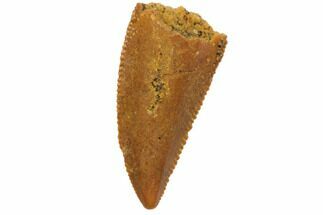 About Dinosaur Teeth - FossilEra.com