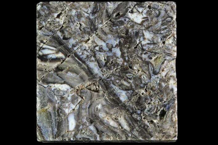 Rhynie Chert - Early Devonian Vascular Plant Fossils (#86706) For Sale ...