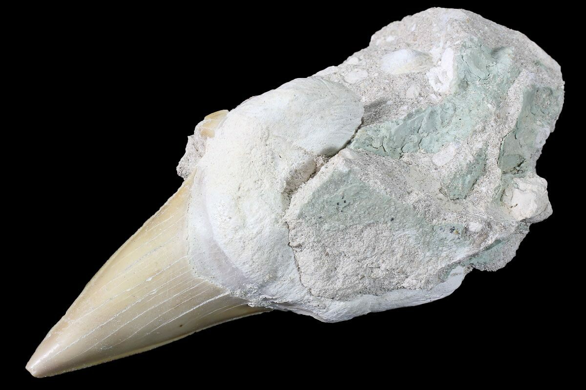 Large, 2.9" Otodus Shark Tooth Fossil In Rock - Eocene (#87004) For ...