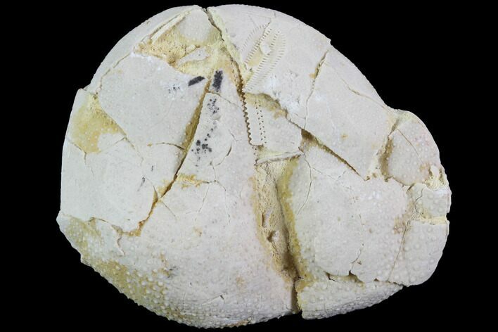 Bargain, 2.1" Fossil Echinoid (Sea Urchin) - Taouz, Morocco (#87181 ...