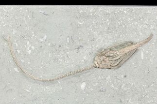 About Crinoids - FossilEra.com