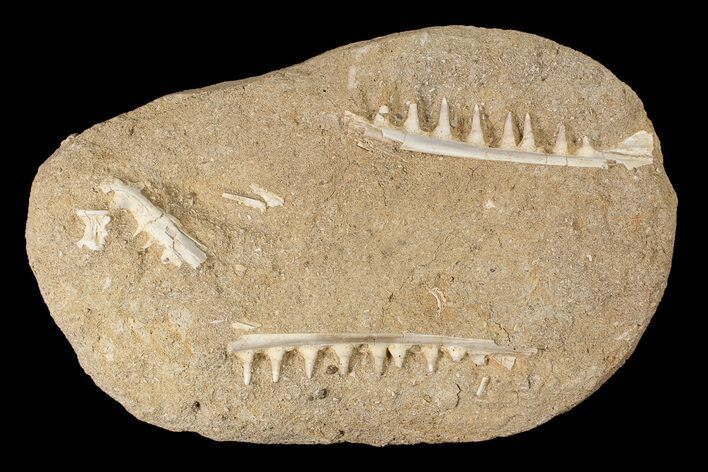 Enchodus Jaw Sections with Teeth - Cretaceous Fanged Fish (#87998) For ...