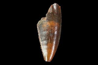 About Dinosaur Teeth - FossilEra.com