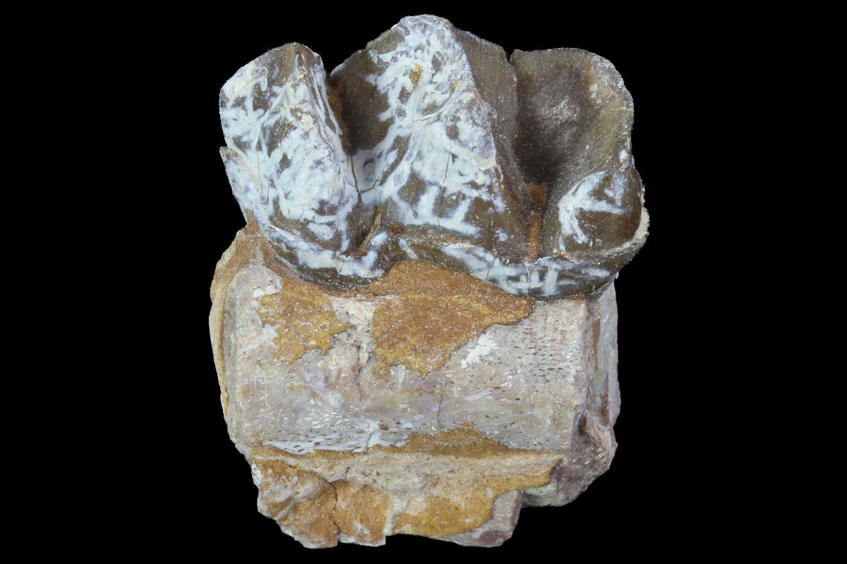 .9" Hyracodon (Running Rhino) Molar - South Dakota (#90289) For Sale ...