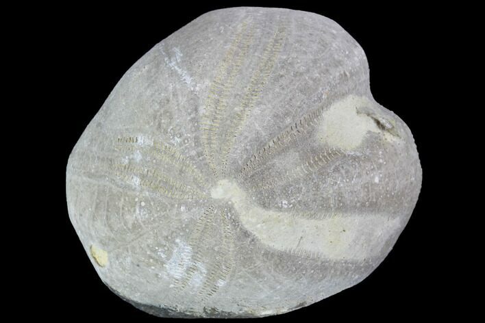 1.5" Toxaster Fossil Echinoid (Sea Urchin) - Agadir, Morocco (#90591 ...