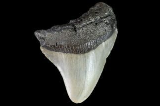 Megalodon Size: How Big Was The Megalodon Shark? - FossilEra.com