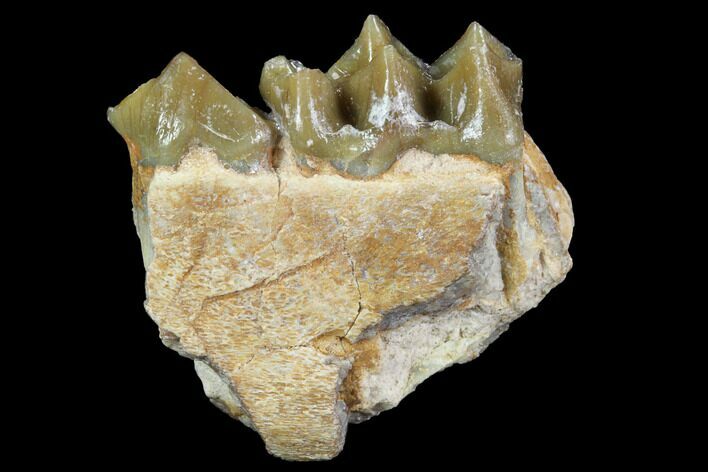 .9" Oreodont (Leptauchenia) Jaw Section - South Dakota For Sale (#91079 ...