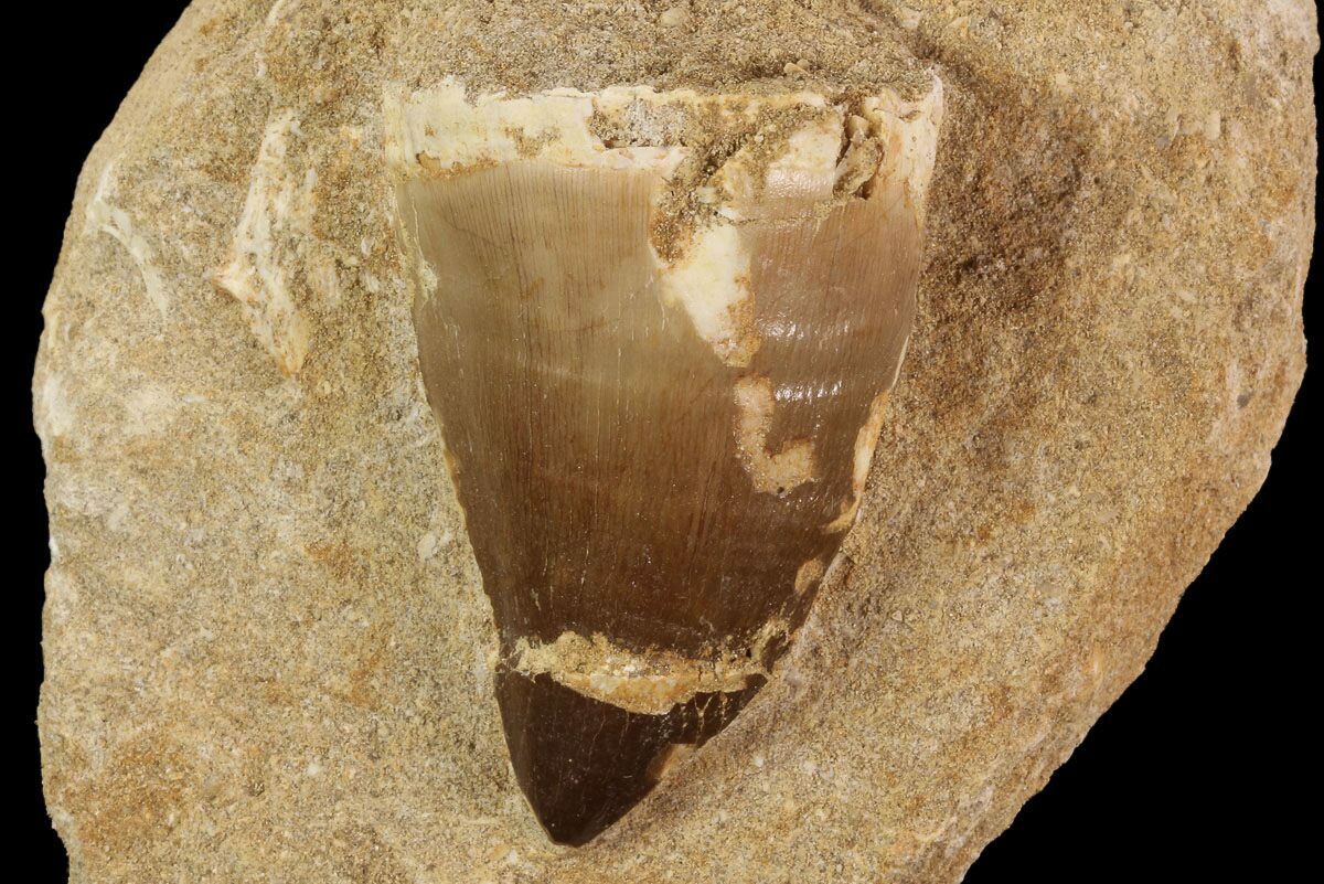 2.2" Mosasaur (Prognathodon) Tooth In Rock - Nice Tooth (#91360) For ...