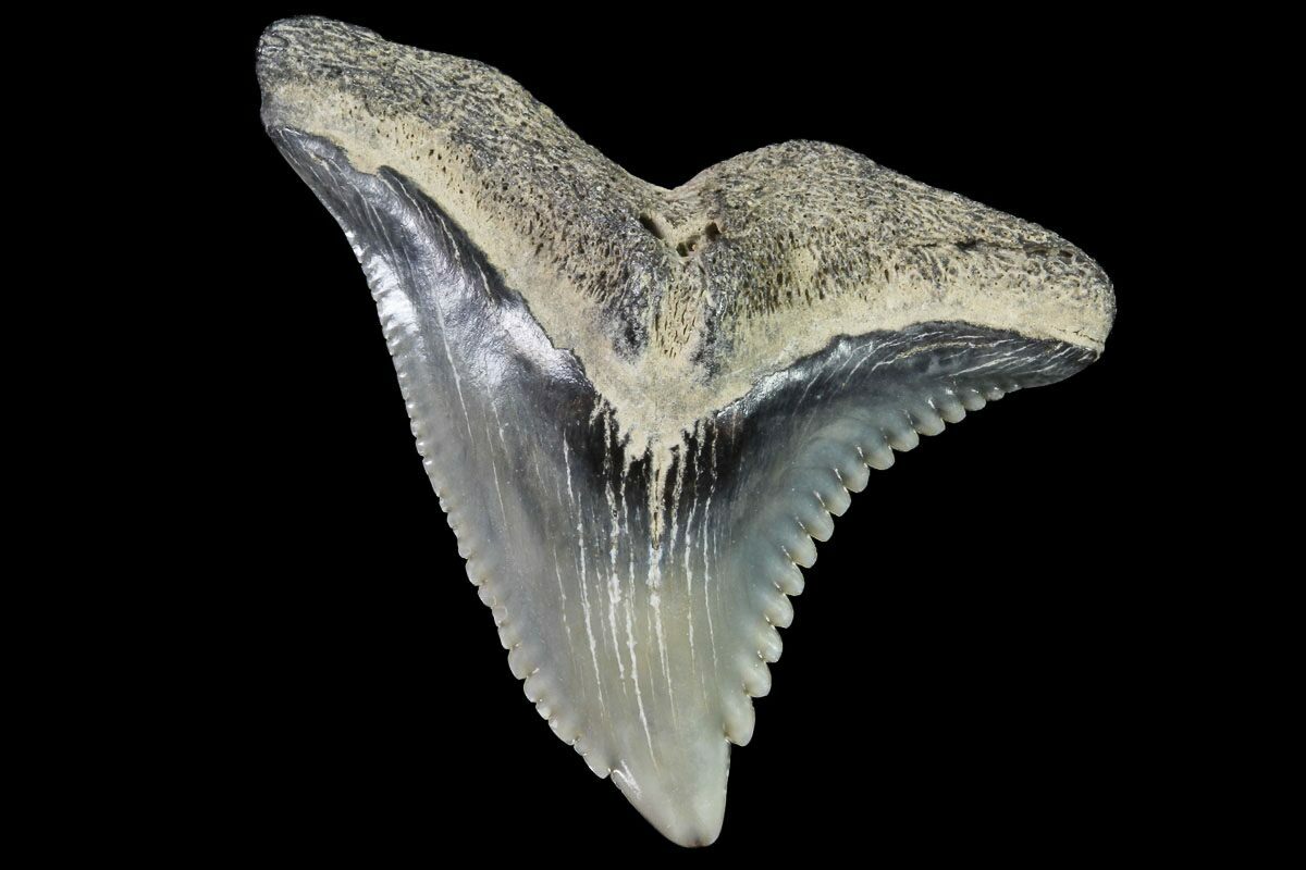 1.26" Hemipristis Shark Tooth Fossil - Virginia For Sale (#91704 ...