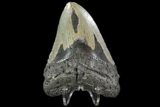 Megalodon Size: How Big Was The Megalodon Shark? - FossilEra.com