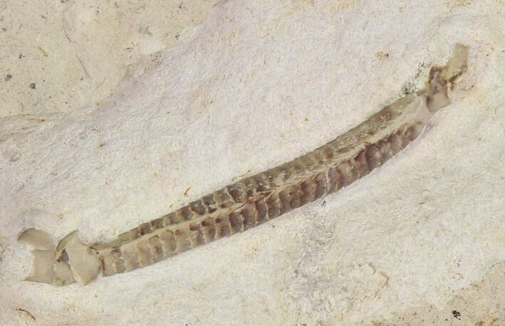 1.6" Rare Armored Worm (Lepidocoleus) - Haragan Formation (#94442) For ...