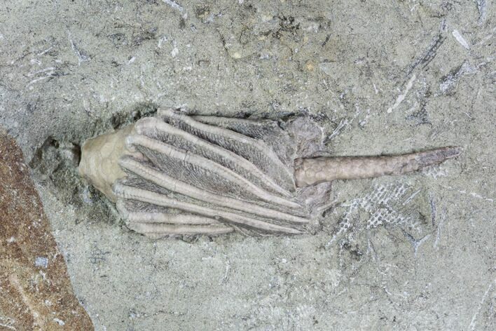 2.4" Crinoid (Macrocrinus) Fossil - Indiana (#94826) For Sale ...
