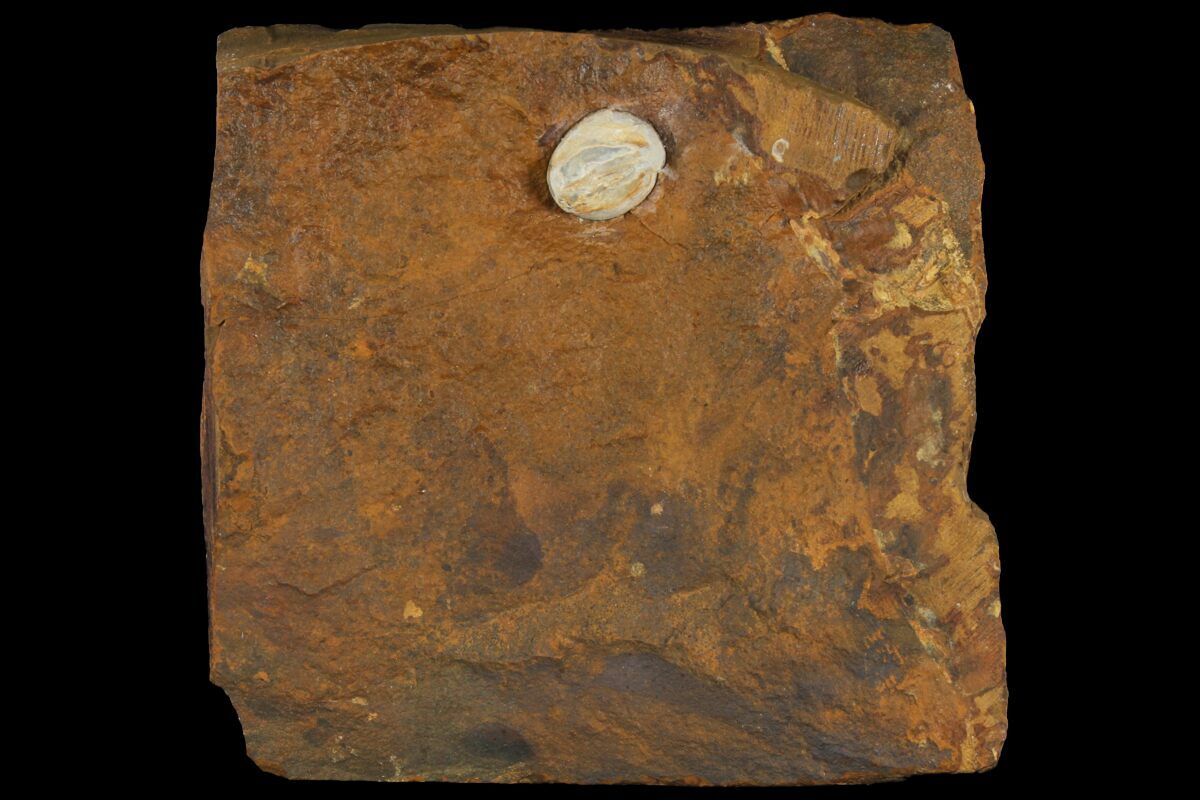 .36" Paleocene Fossil Fruit (Psidium) - North Dakota (#95376) For Sale ...