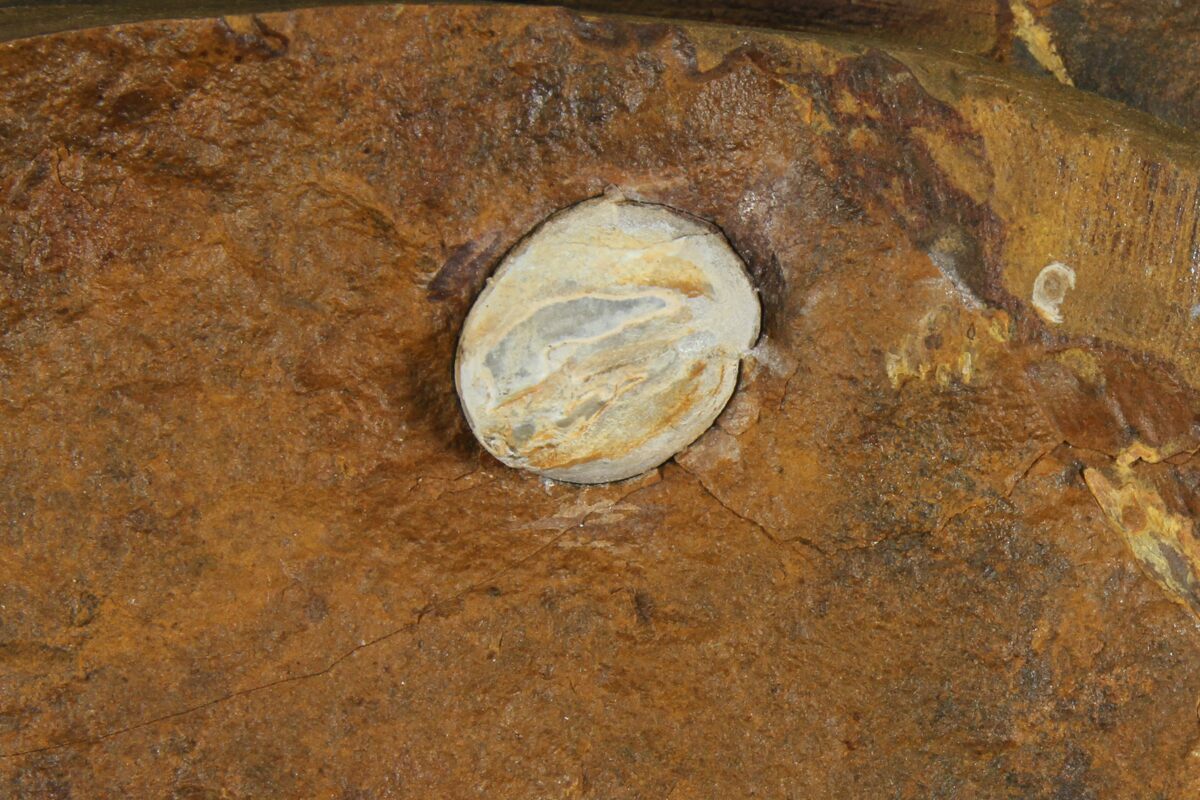 .36" Paleocene Fossil Fruit (Psidium) - North Dakota (#95376) For Sale ...