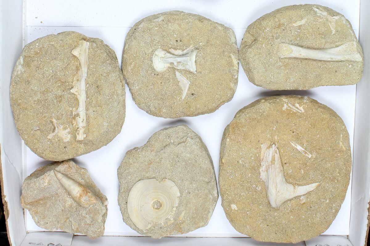 Flat: Cretaceous Marine Vertebrate Fossils - 12 Pieces For Sale (#96116 ...
