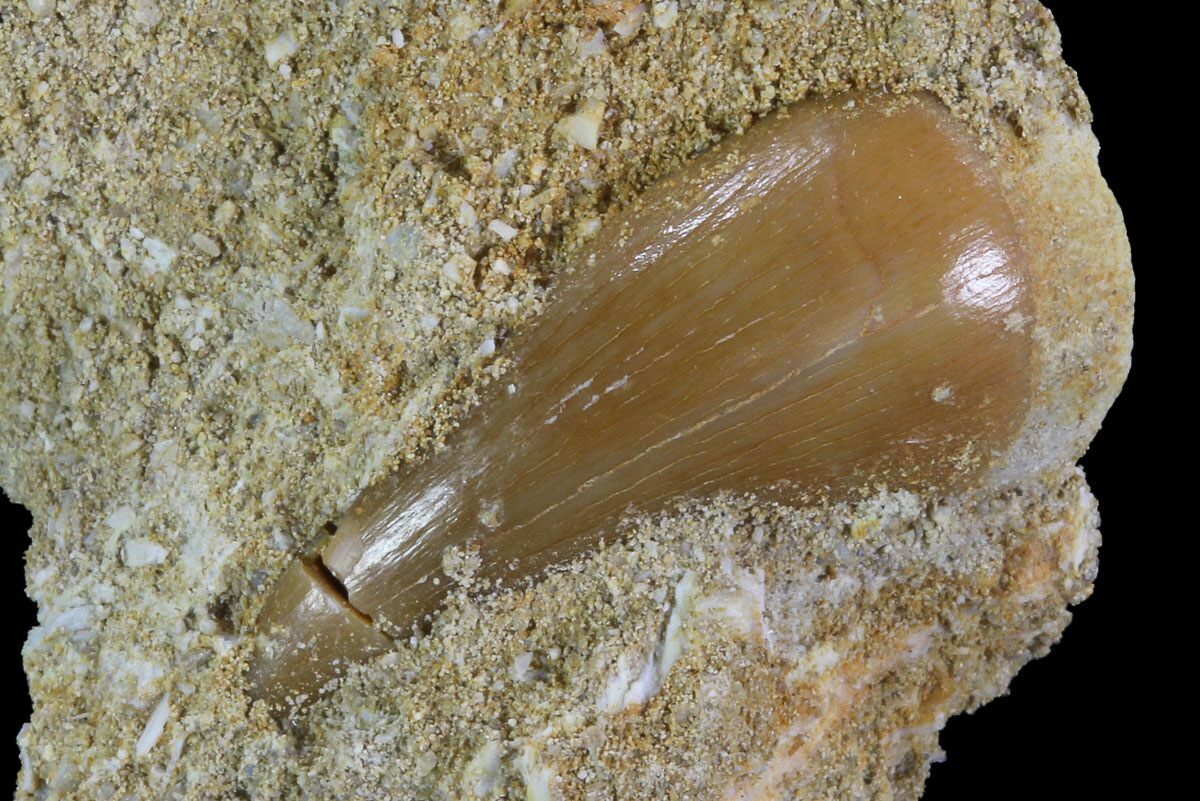 .8" Mosasaur Tooth In Rock (#96175) For Sale - FossilEra.com