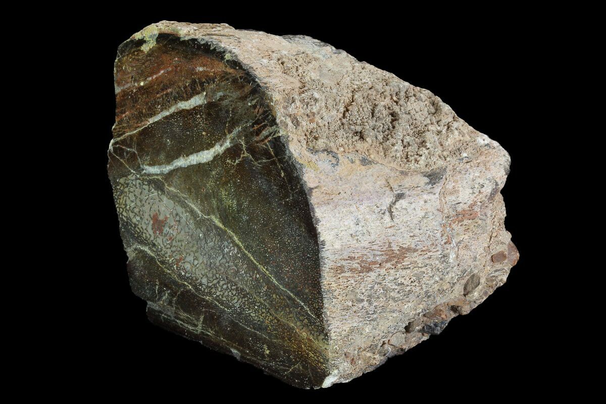 4.4" Polished Dinosaur Bone (Gembone) Section - Utah (#96442) For Sale ...