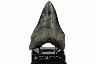 Megalodon Size: How Big Was The Megalodon Shark? - FossilEra.com