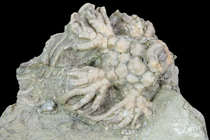 1.5" Crinoid (Actinocrinites) Crown - Crawfordsville (#94810) For Sale ...